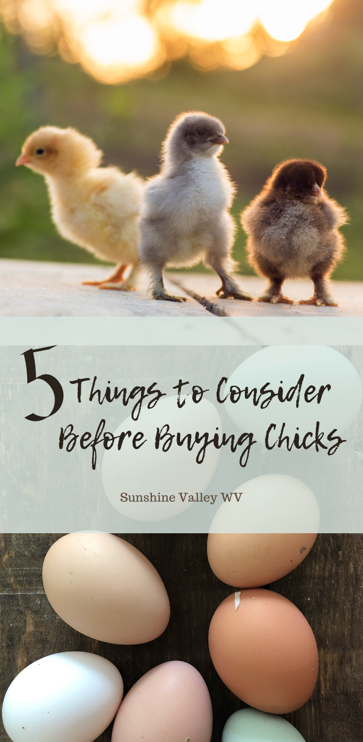 5 Things to Consider Before Buying Chicks - Sunshine Valley