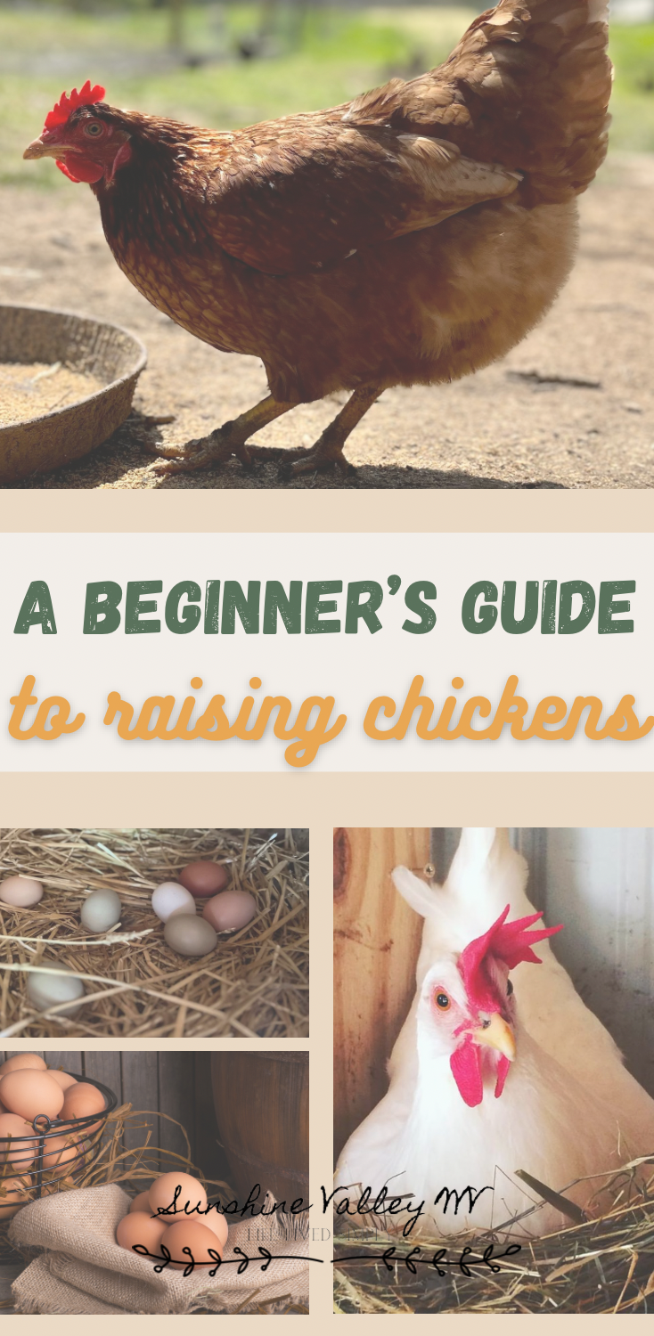 A Beginners Guide to Raising Chickens: Simple Tips for Raising Chickens ...