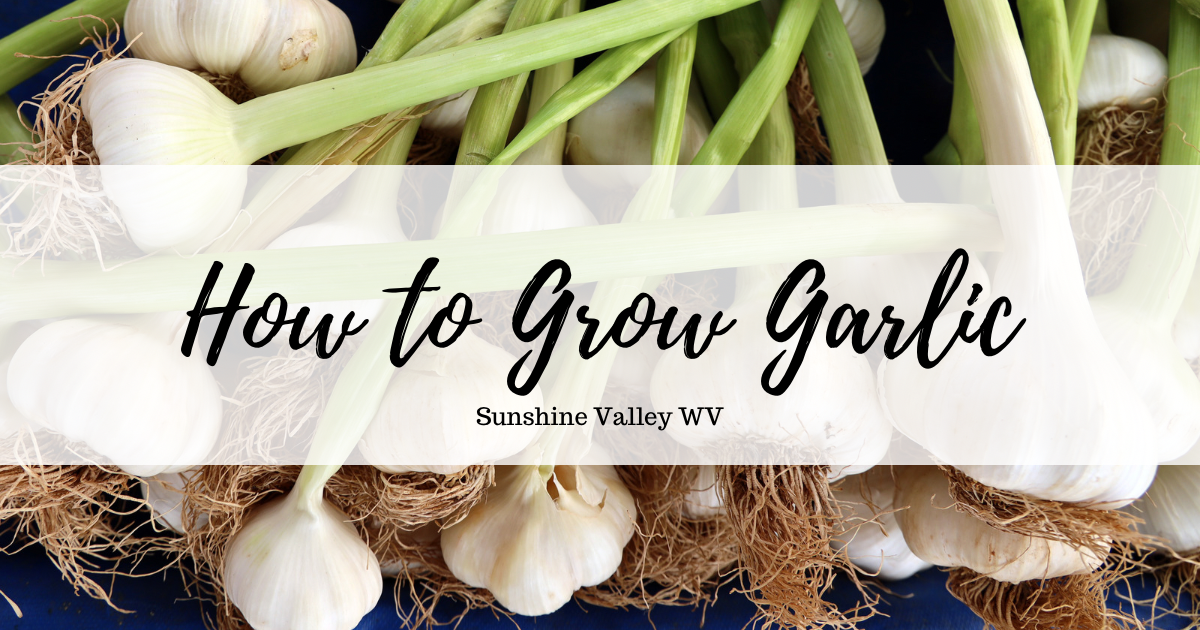 How to Grow Garlic - Sunshine Valley