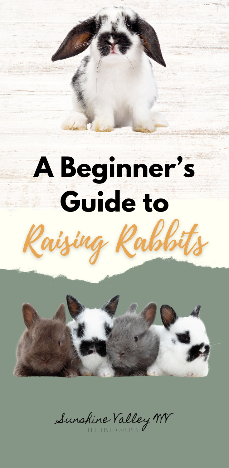 A Beginners Guide to Raising Rabbits: Everything You Need to Know ...