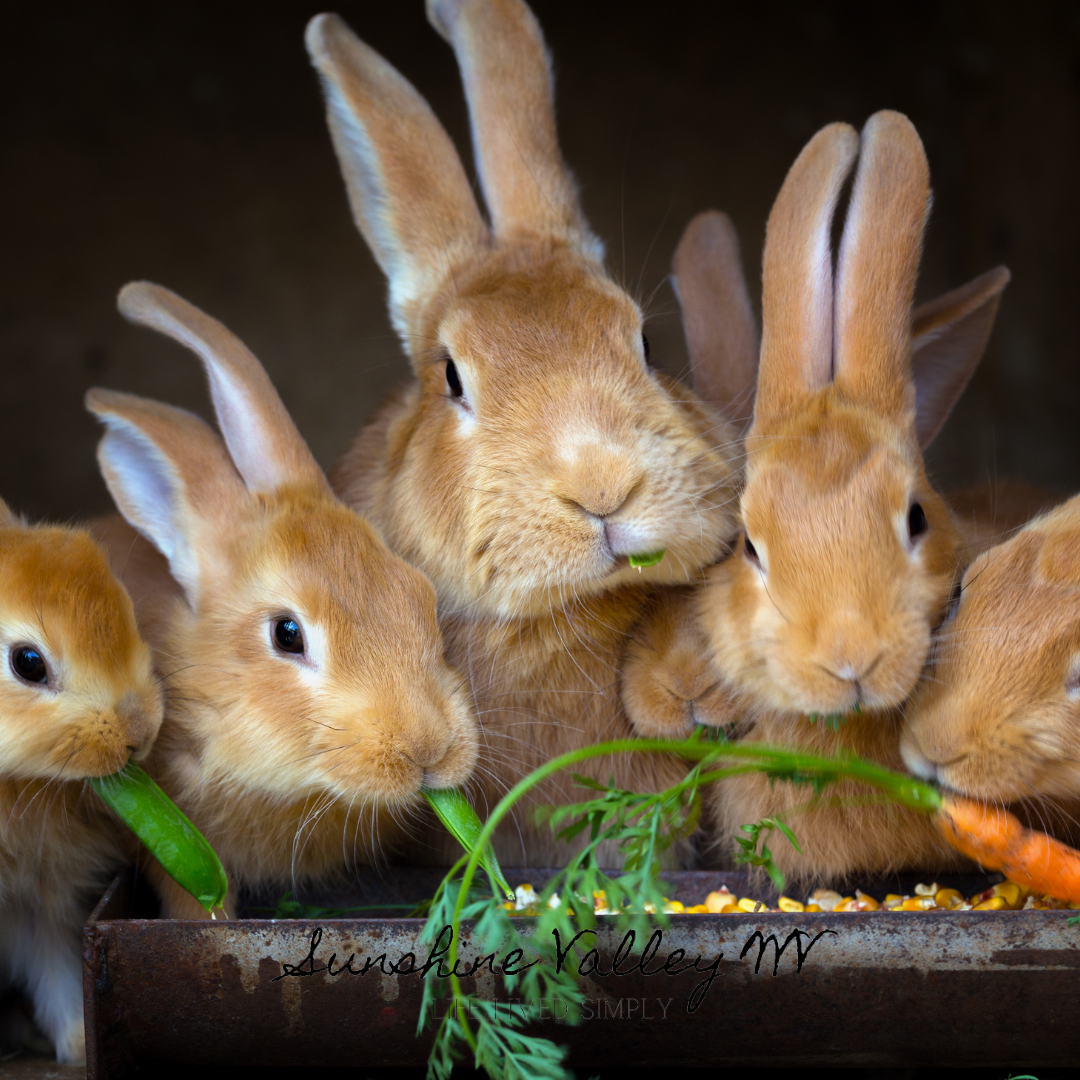 A Beginners Guide to Raising Rabbits: Everything You Need to Know ...