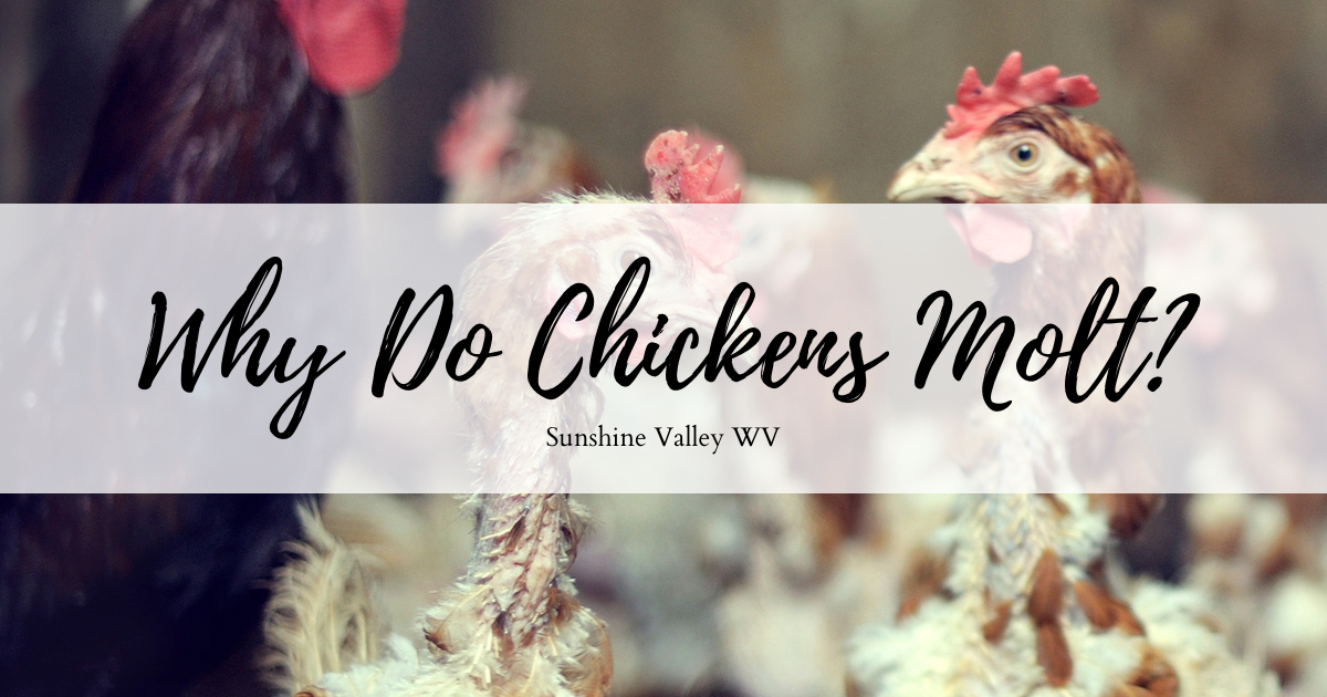 Why Chickens Molt and How to Help! - Sunshine Valley